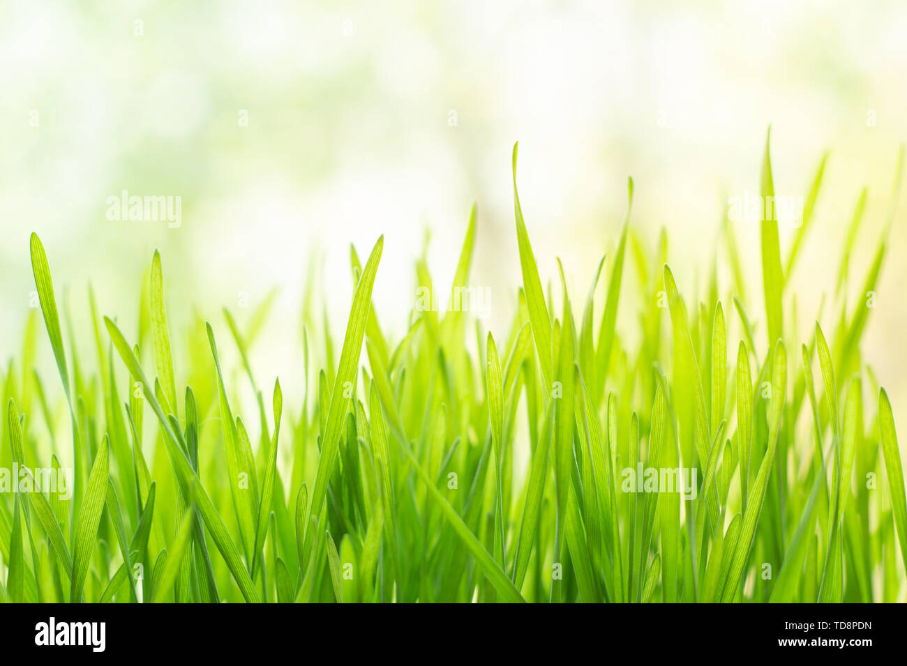Fresh green grass in bright sunshine Stock Photo - Alamy