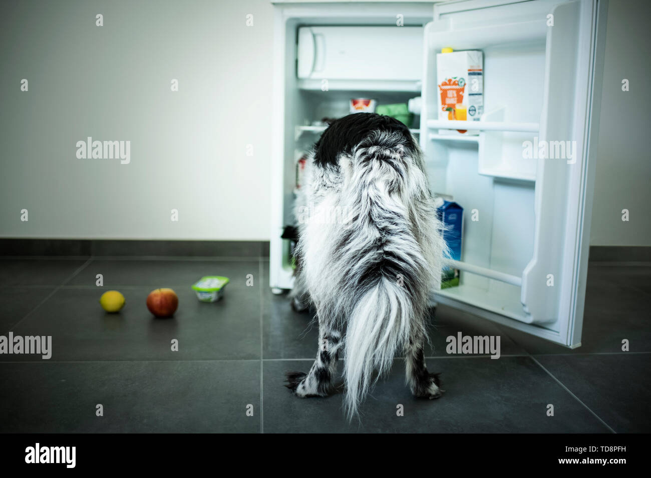 Dog stealing food hi-res stock photography and images - Alamy