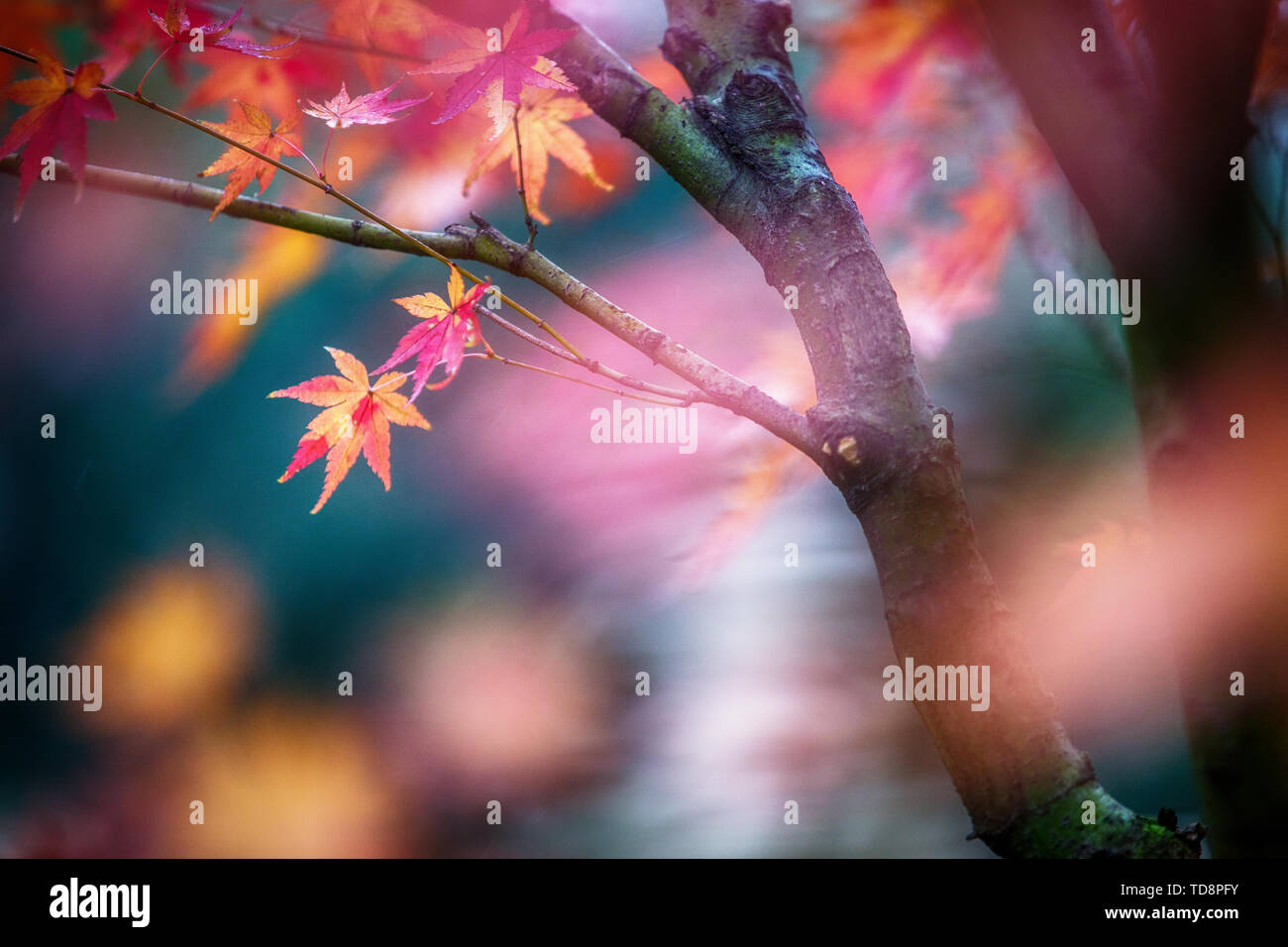 Scorched leaves hi-res stock photography and images - Alamy