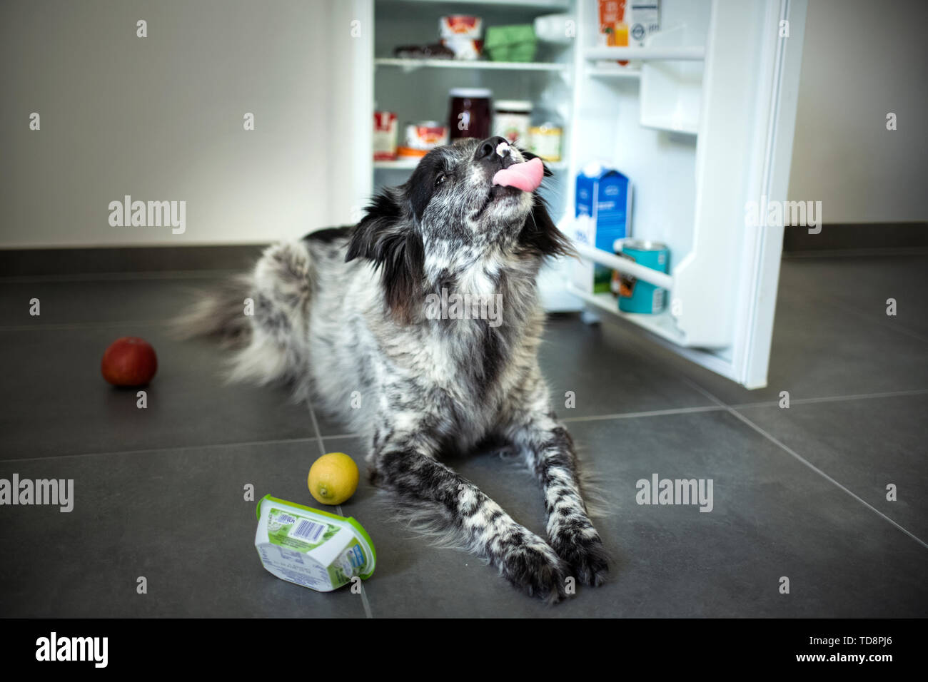 Dog stealing food hi-res stock photography and images - Alamy