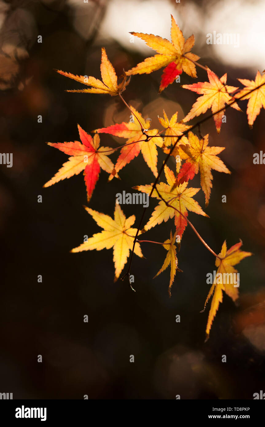 Fall maple leaves Stock Photo - Alamy