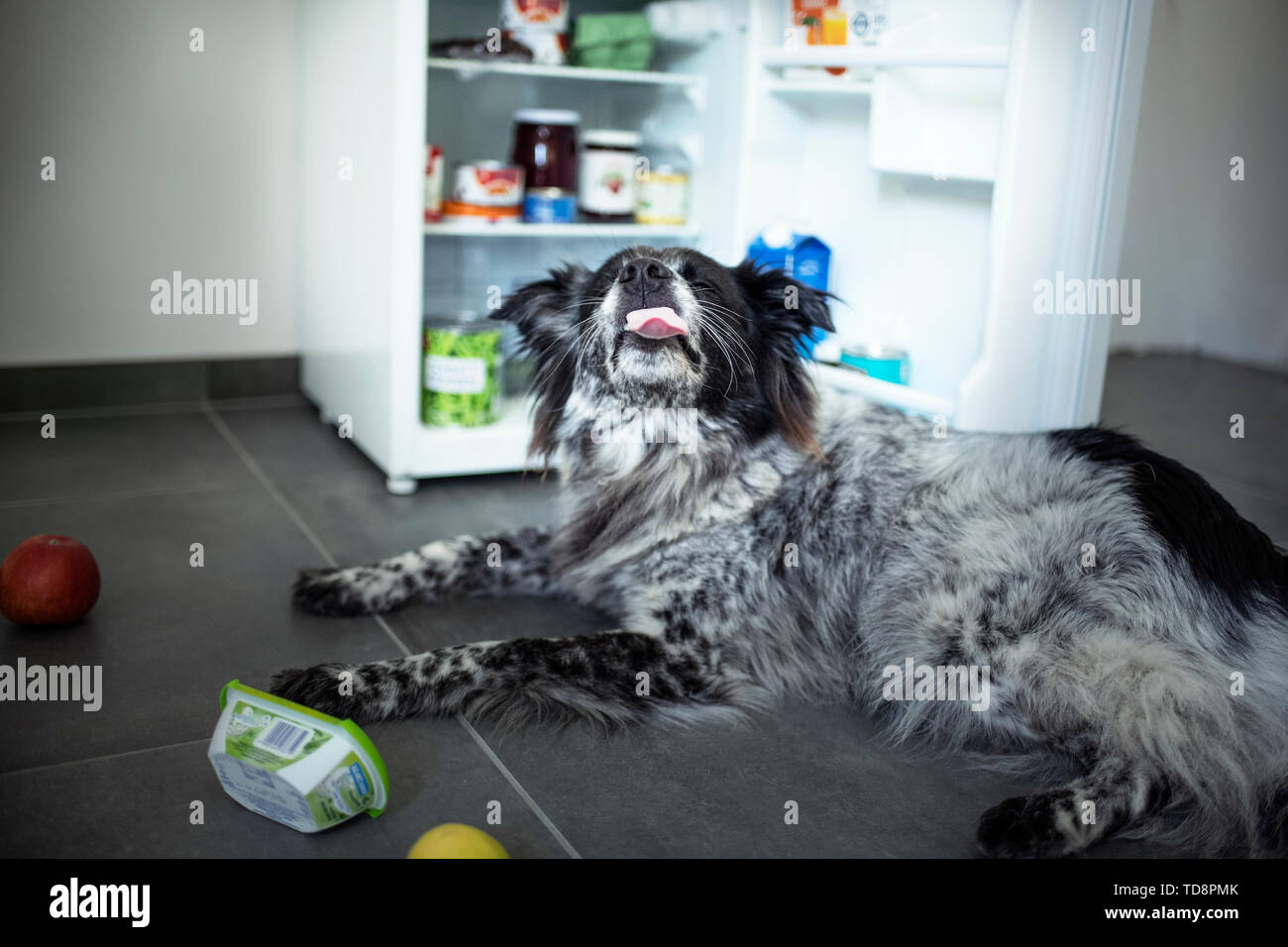Dog stealing food hi-res stock photography and images - Alamy