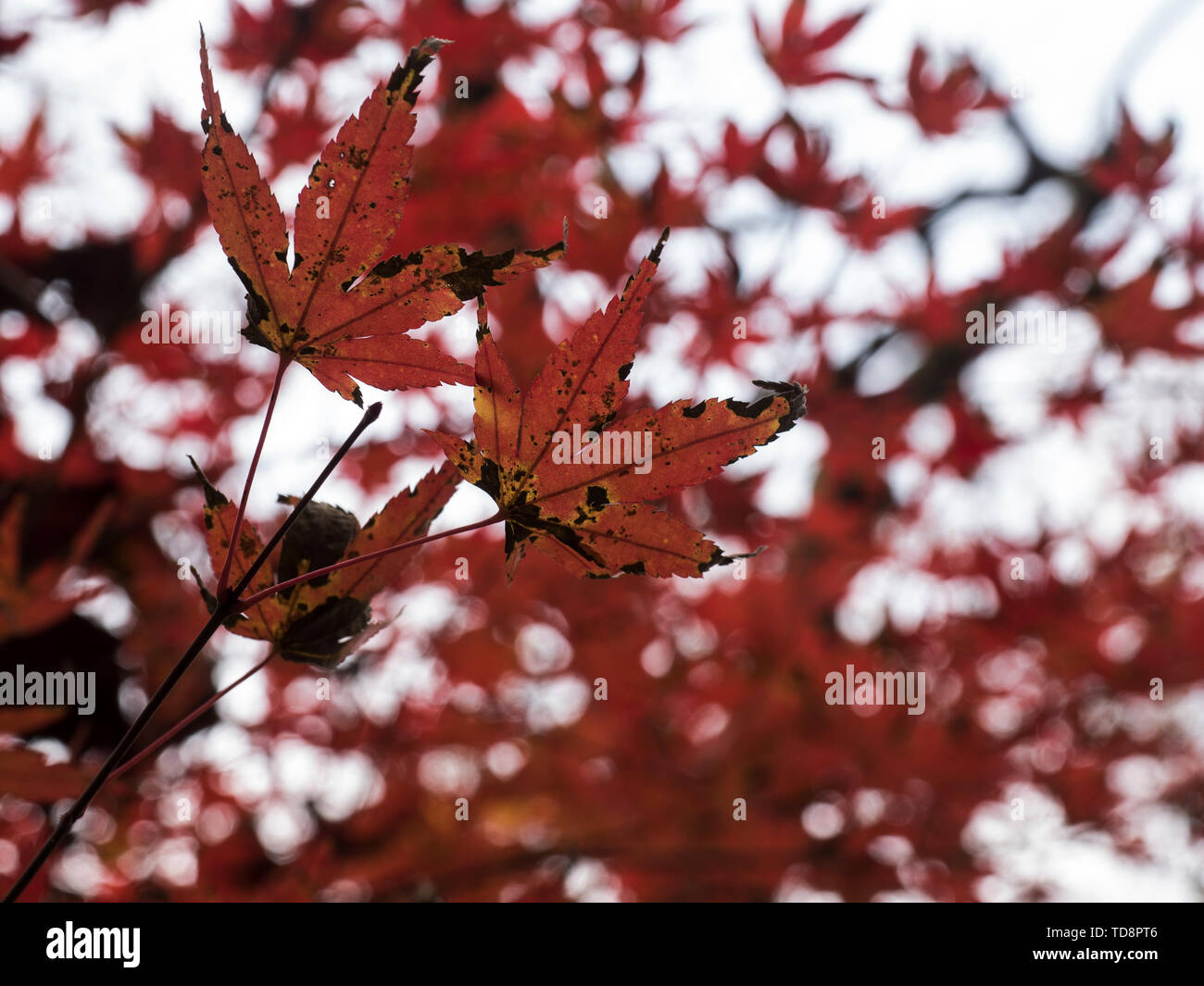 Jiuxi maple tree Stock Photo - Alamy