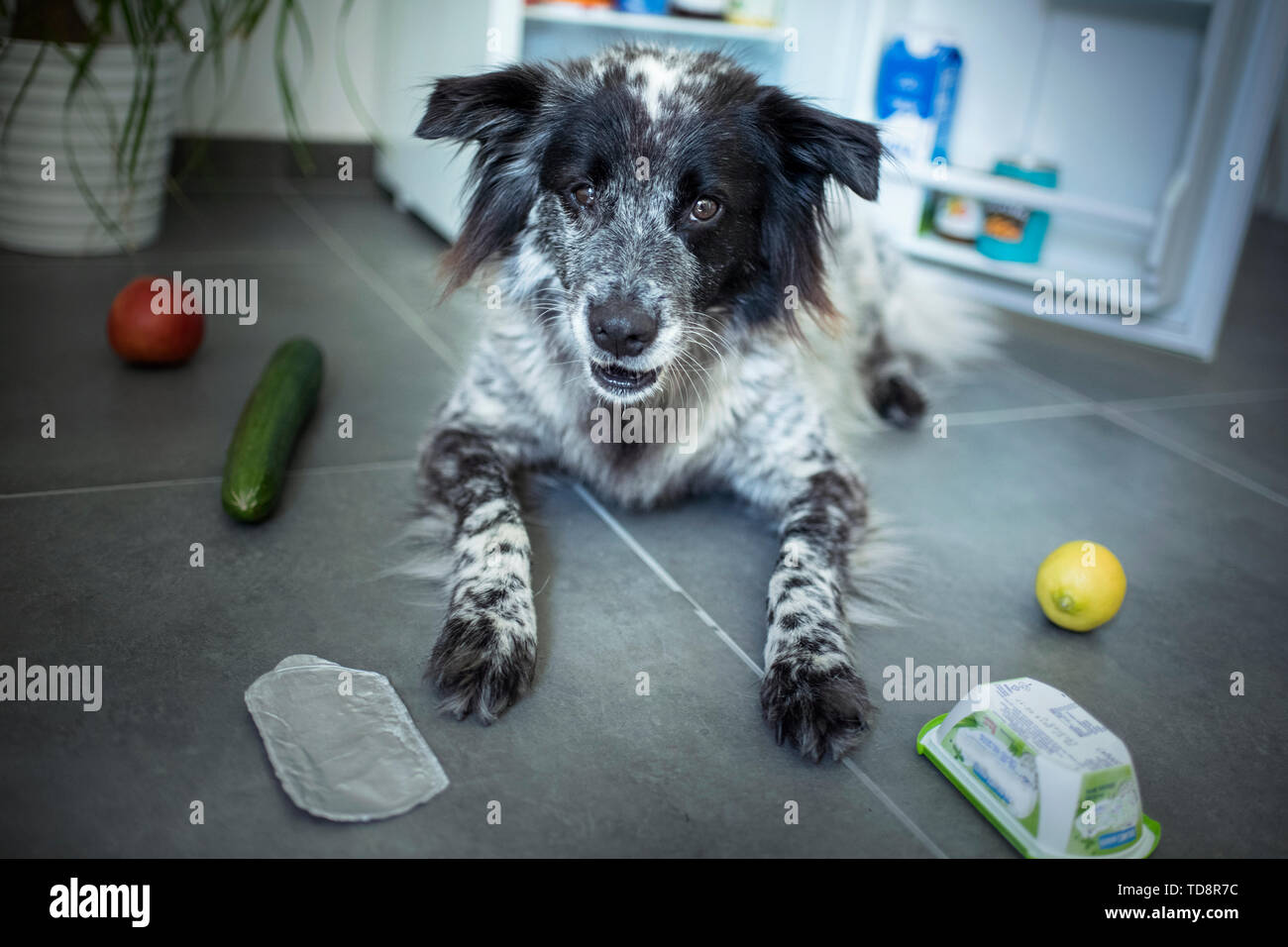 Dog stealing sausage hi-res stock photography and images - Alamy