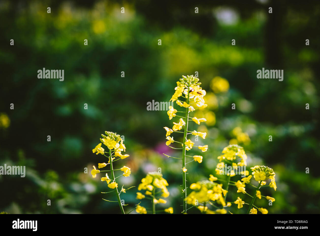 The rape flower blossoms Stock Photo - Alamy