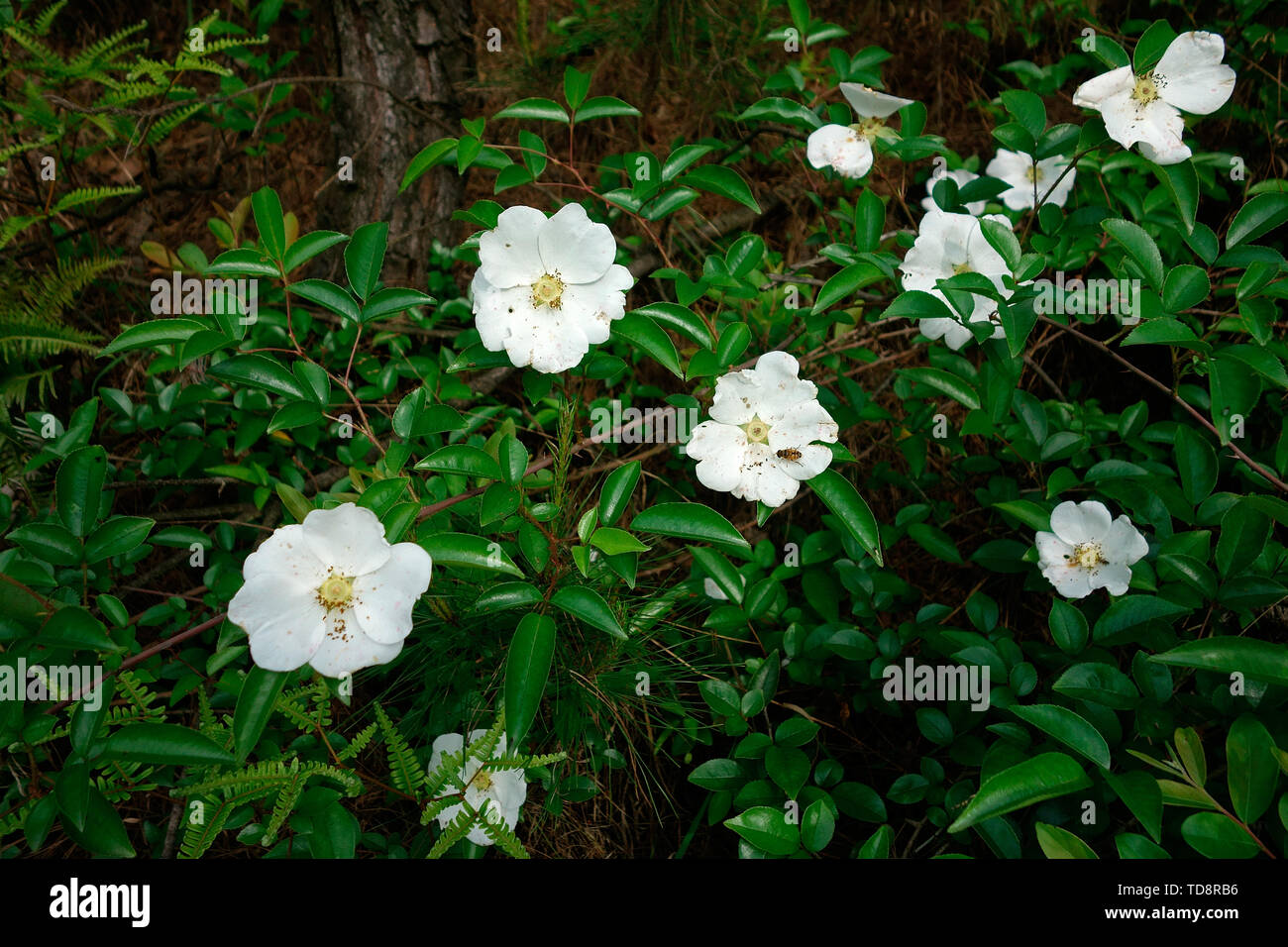 Golden cherry blossom Stock Photo - Alamy