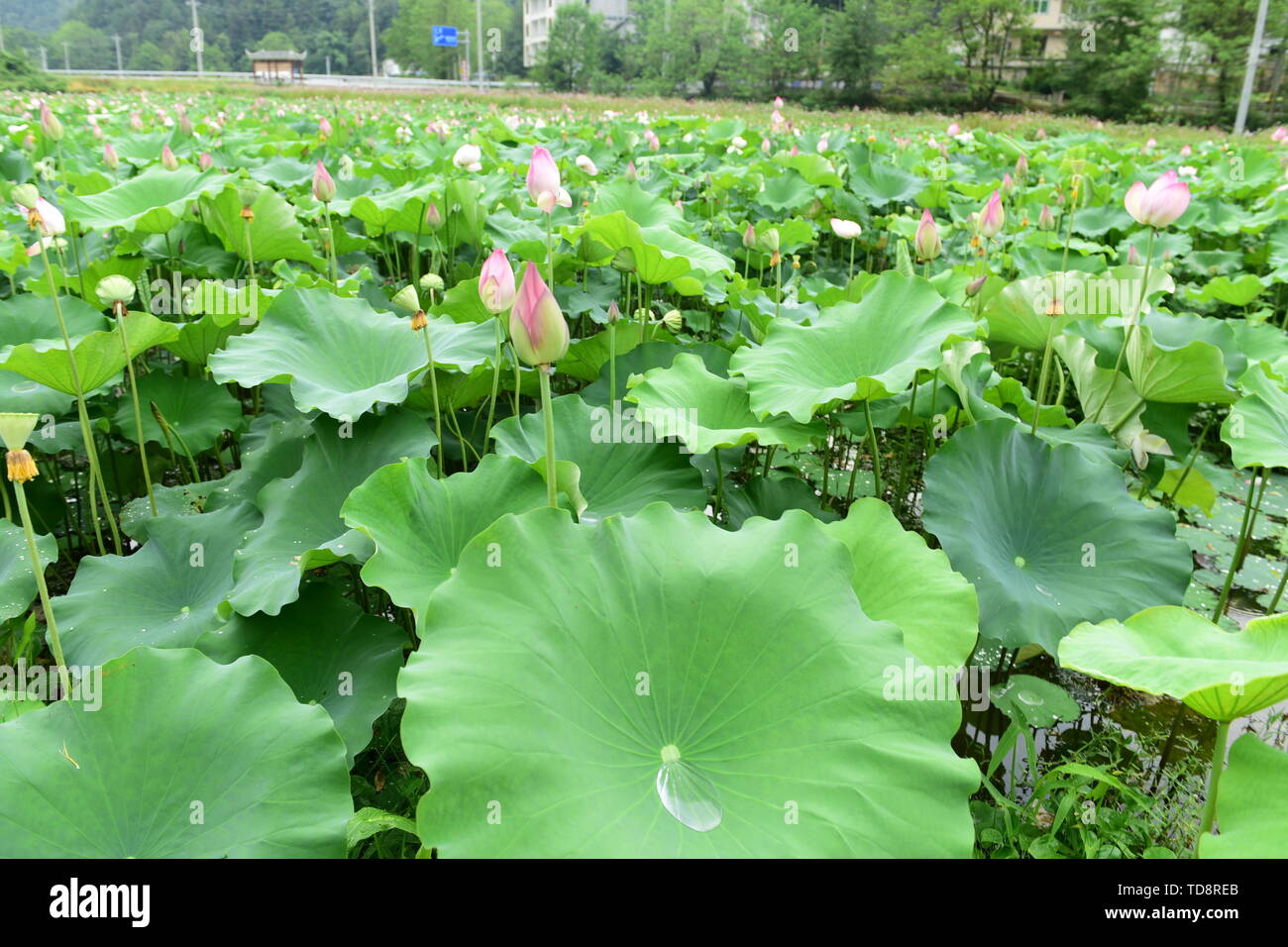 Lotus Pond Lotus Pond Lotus Pond Stock Photo - Alamy