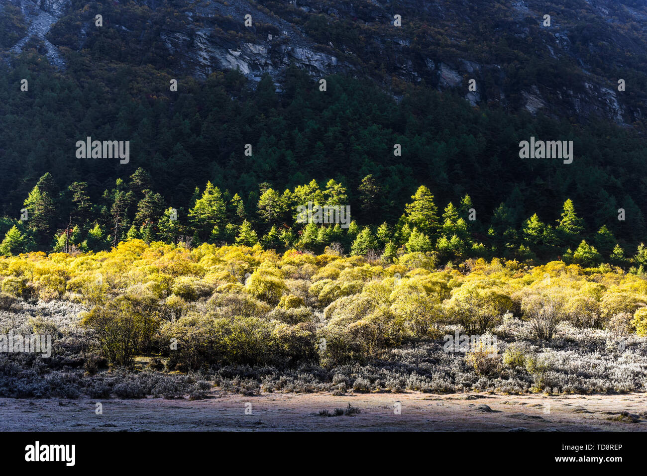 Luoyu cattle farm hi-res stock photography and images - Alamy