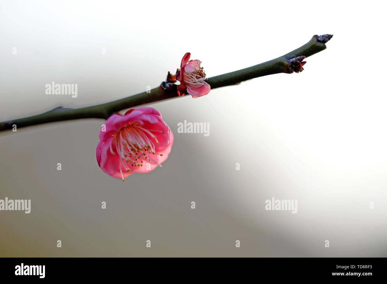 Pink spring plum blossom Stock Photo - Alamy