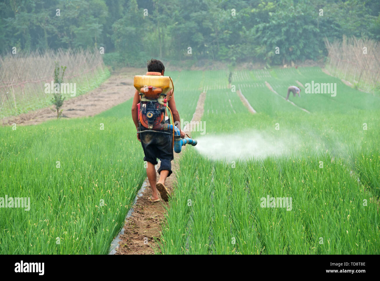 Pesticide spraying operations Stock Photo - Alamy