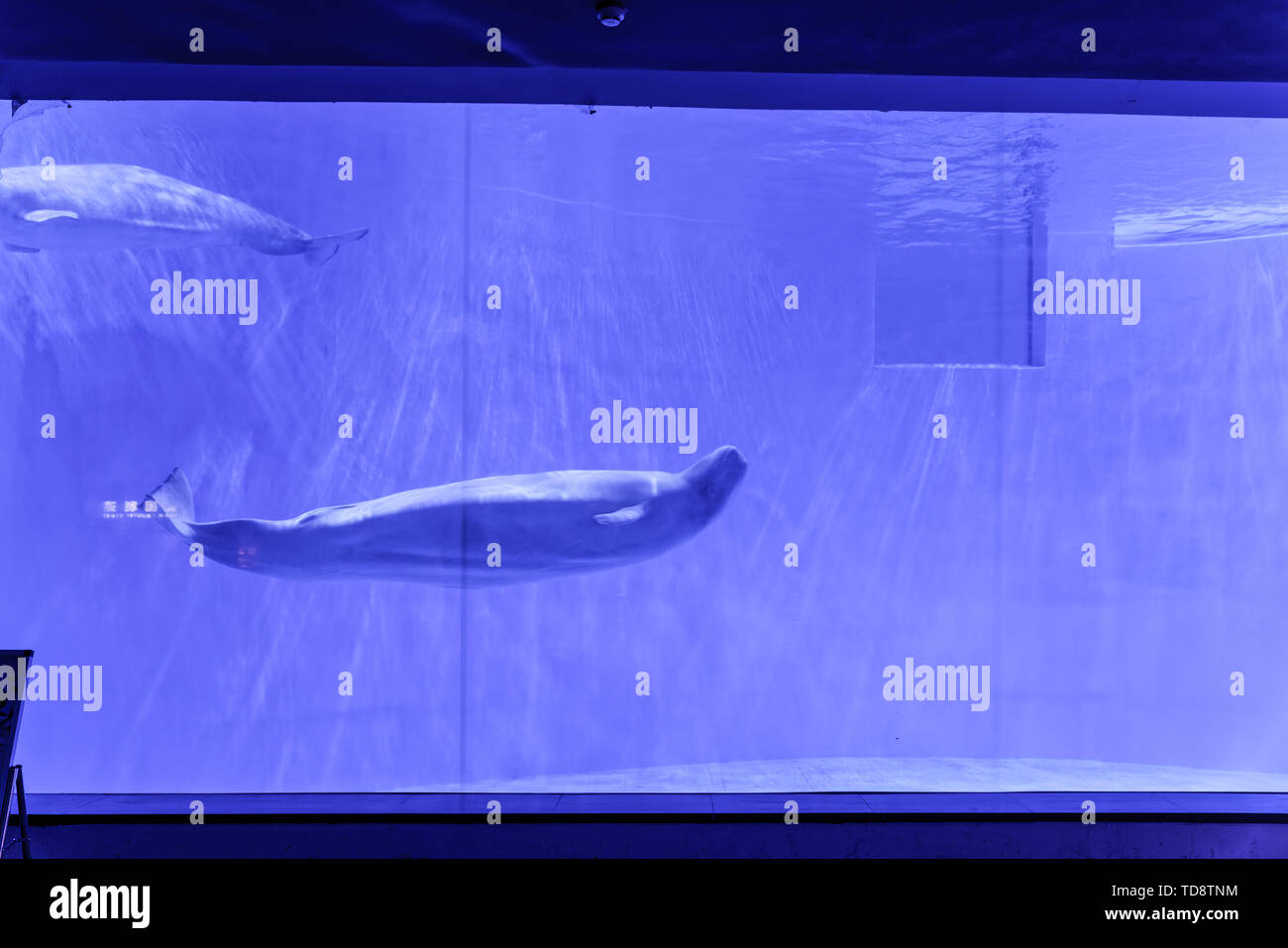 Sea Animal Museum, Shanghai Haichang Ocean Park Stock Photo - Alamy