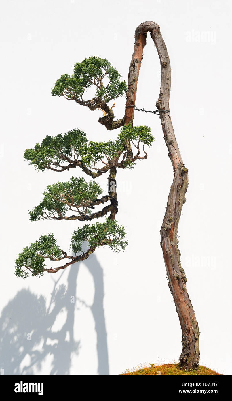 Creative tree leaves hanging hi-res stock photography and images - Alamy