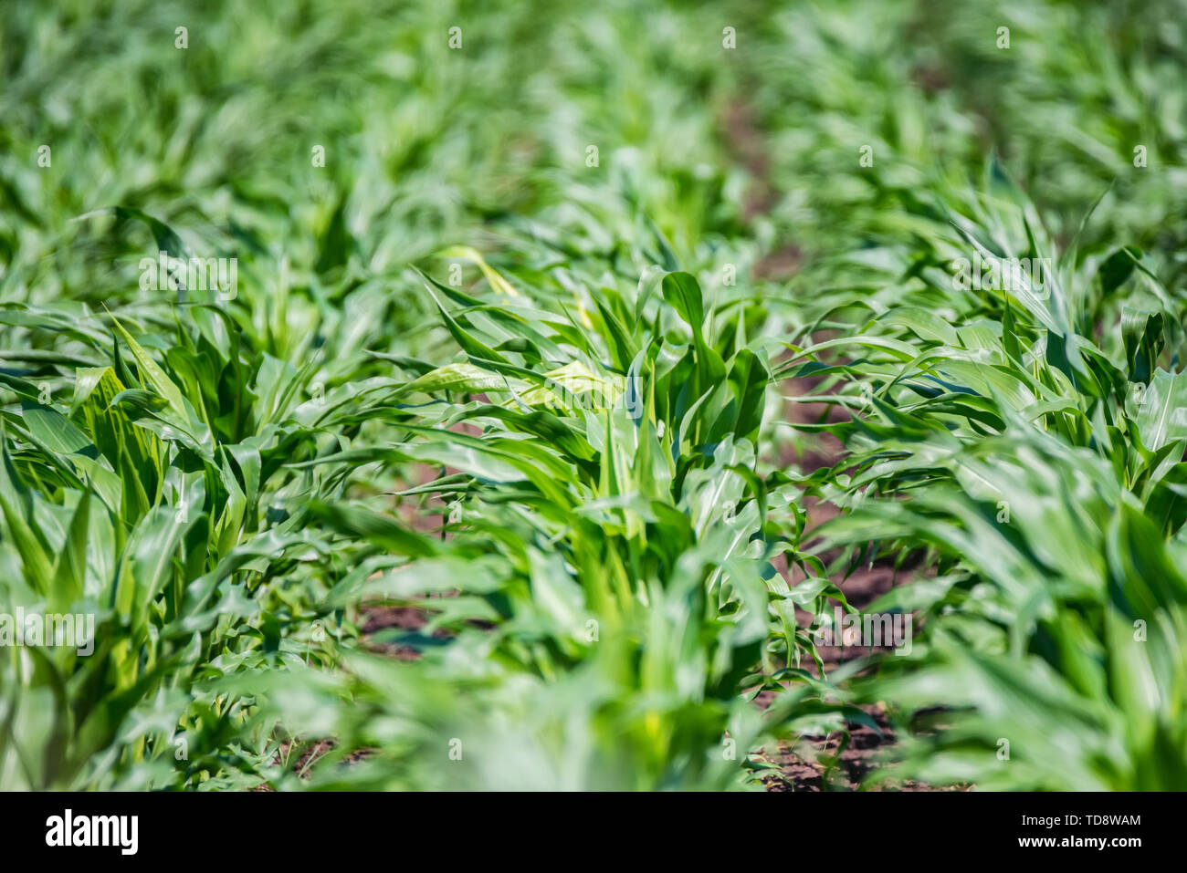 Young green corn sprouts growing in field close Stock Photo - Alamy