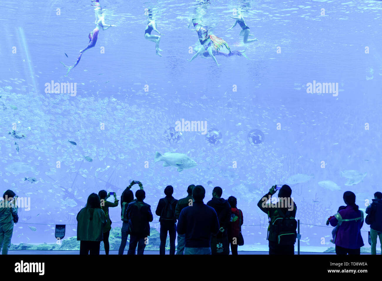 Mermaid performance at Haichang Ocean Park, Shanghai Stock Photo - Alamy