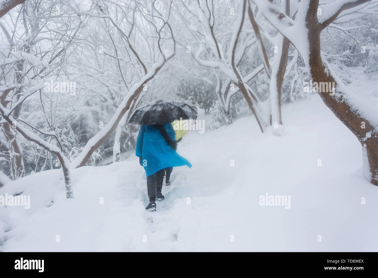 A picture of heavy snow in winter in Purple Jinshan, Nanjing Stock ...