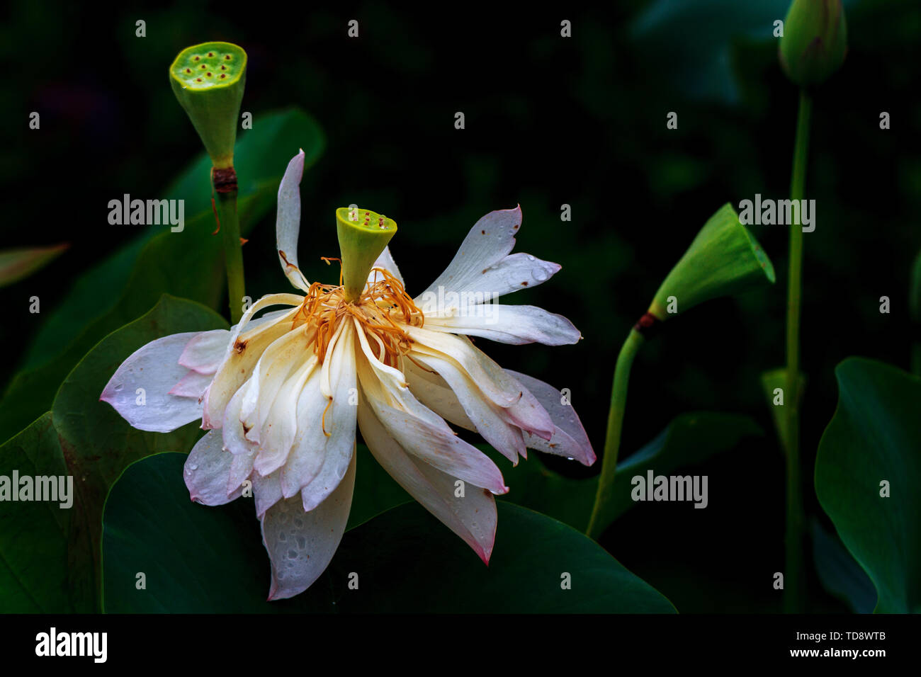 Foreign leaves and lotus flowers bloom hi-res stock photography and ...