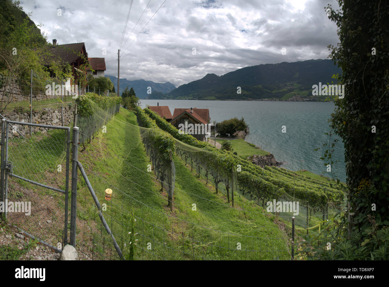 Walensee; Lake Walen viewed from the isolated village of Quinten, Swiss ...