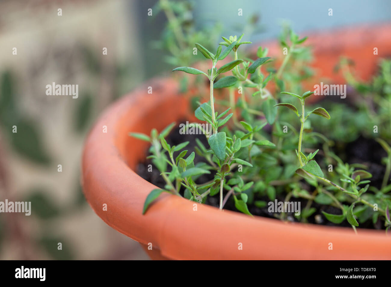 fresh thymus in front of white background Stock Photo - Alamy