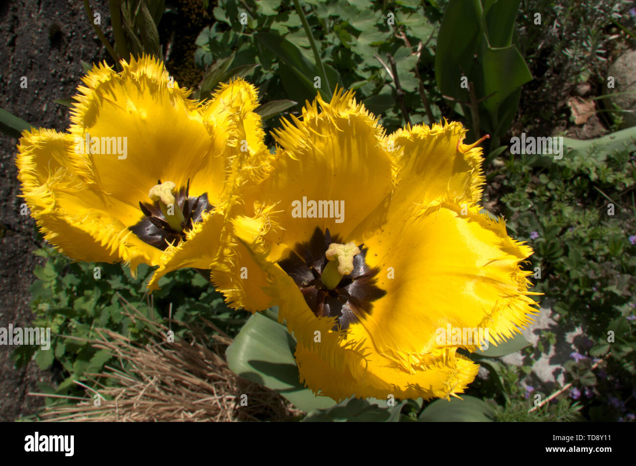 Fringed yellow tulips flowering in cottage garden, Swiss village of ...