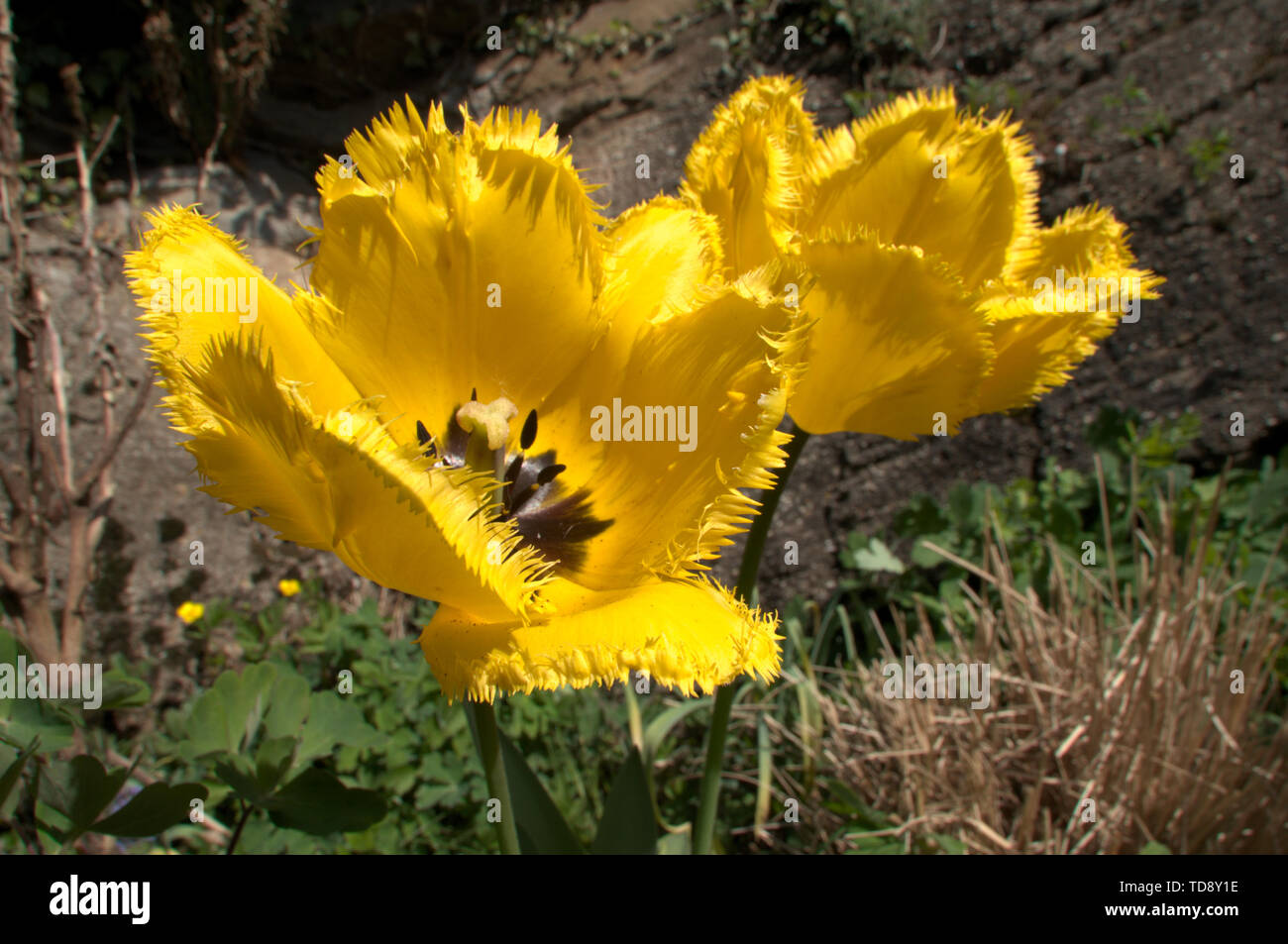 Fringed yellow tulips flowering in cottage garden, Swiss village of ...