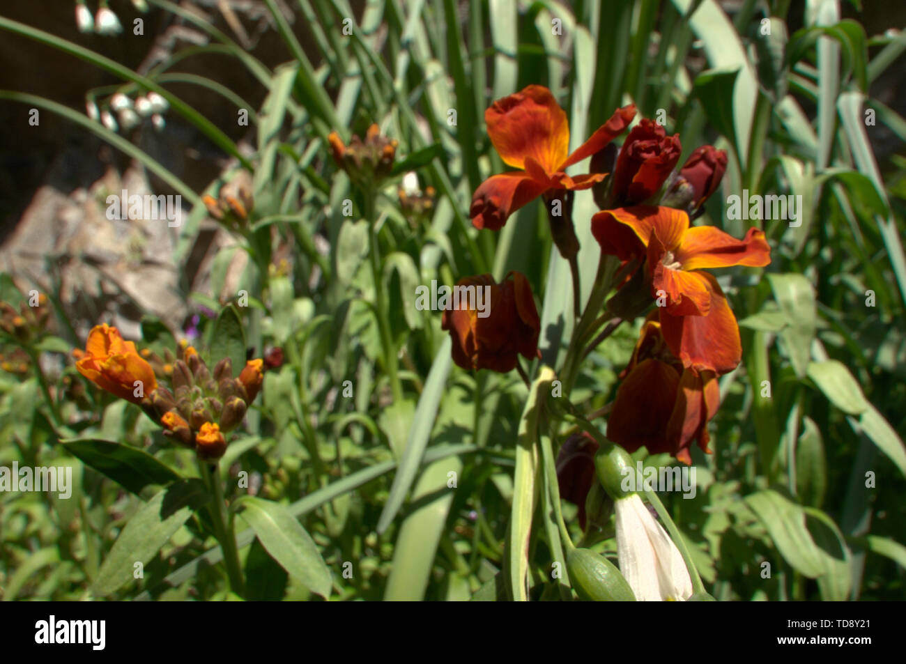 Red wallflowers flowering in Swiss cottage garden, Walenstadt Stock ...