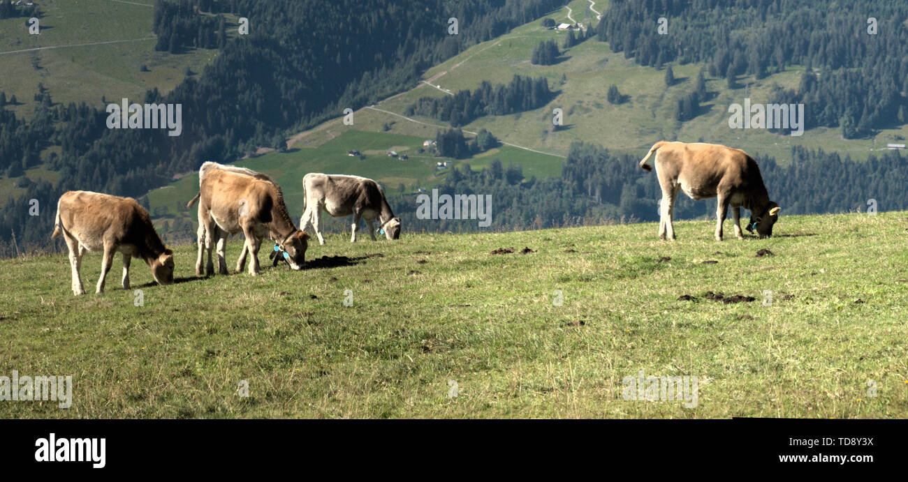 Swiss brown cattle grazing on the Summer pasture of Palfries, Swiss ...