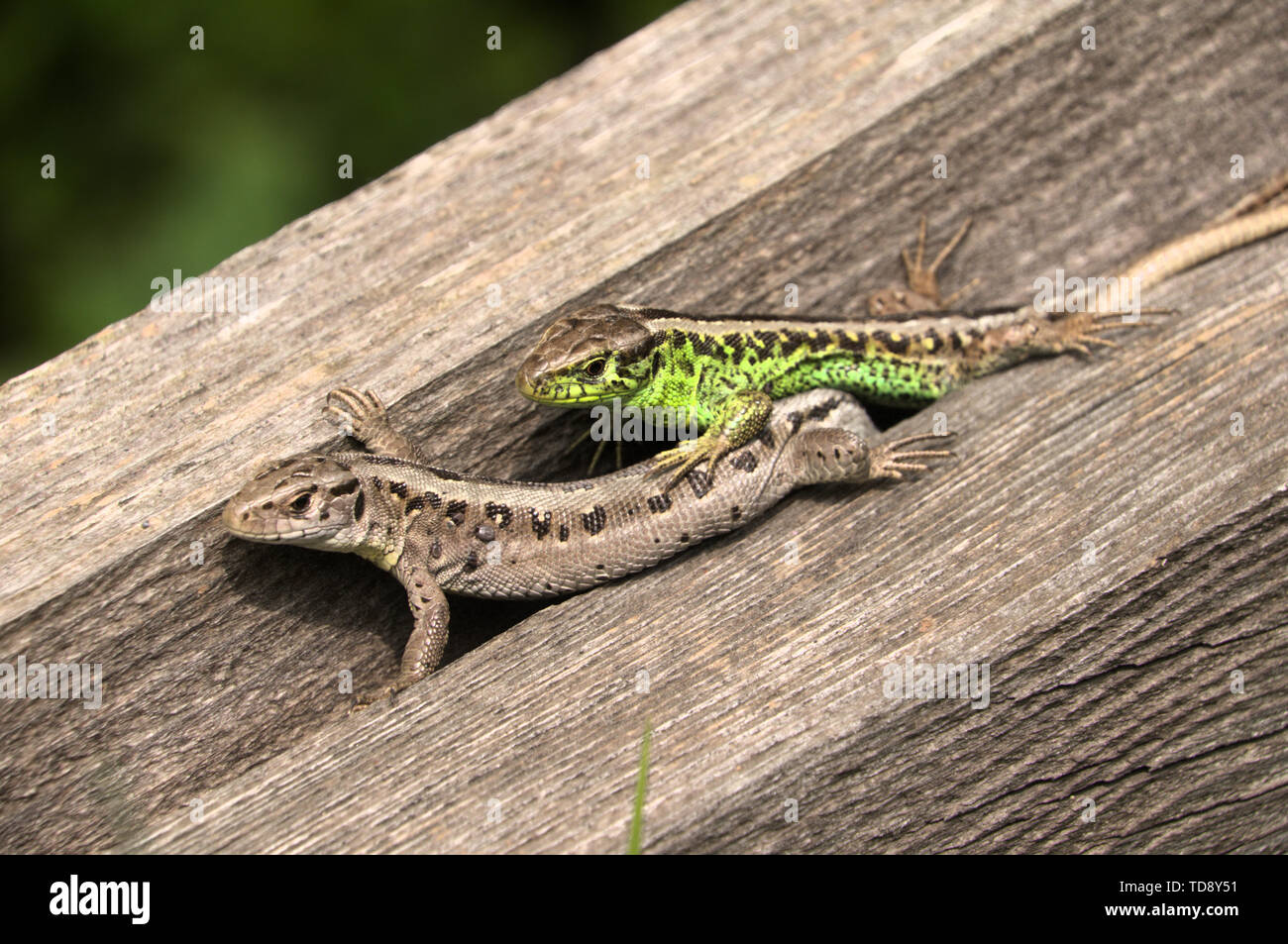 Lacerta agilis; female sand lizard basking in Swiss village of Berschis ...