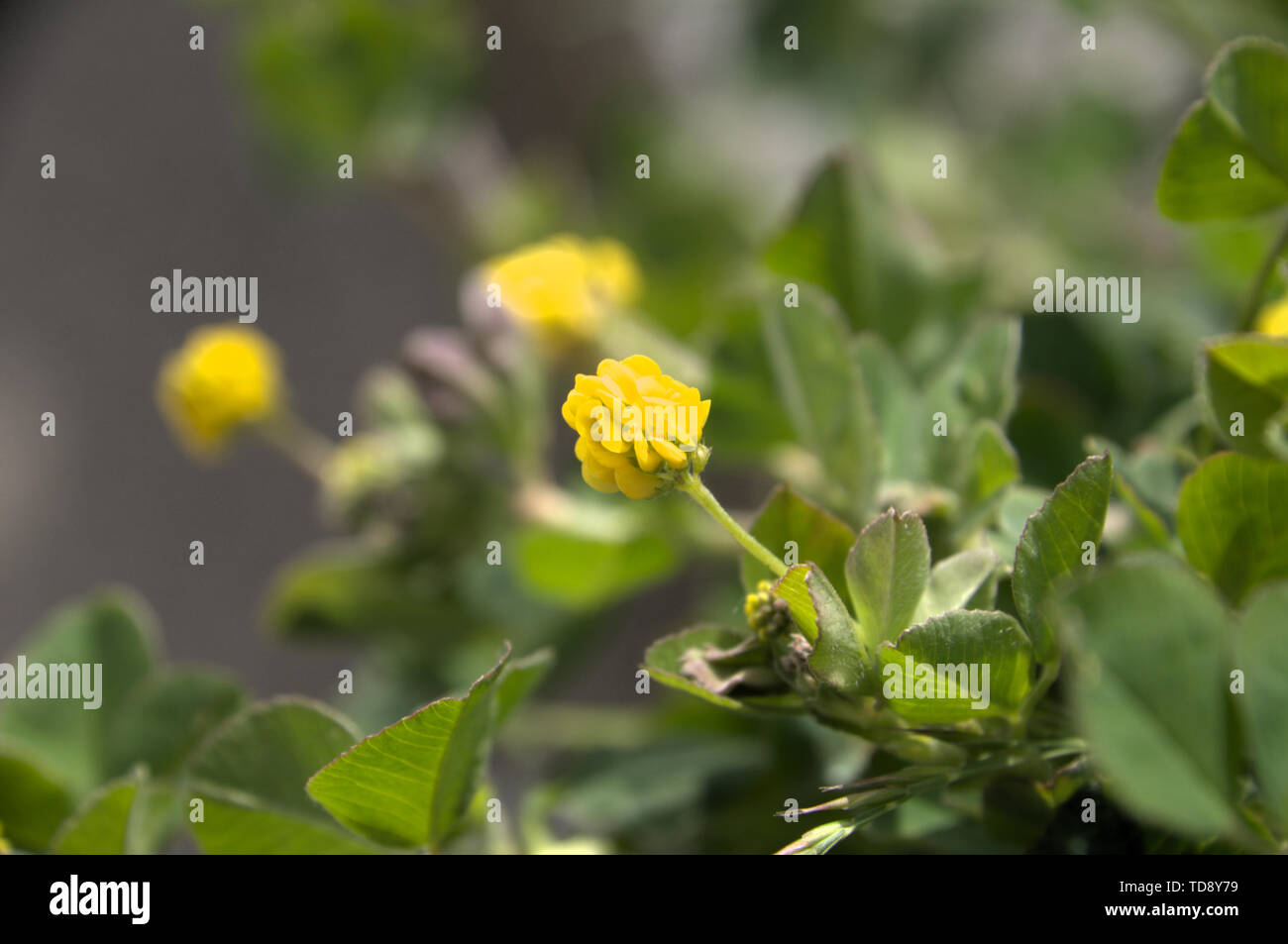 Medicago lupulina, commonly known as black medick, nonesuch, or hop ...