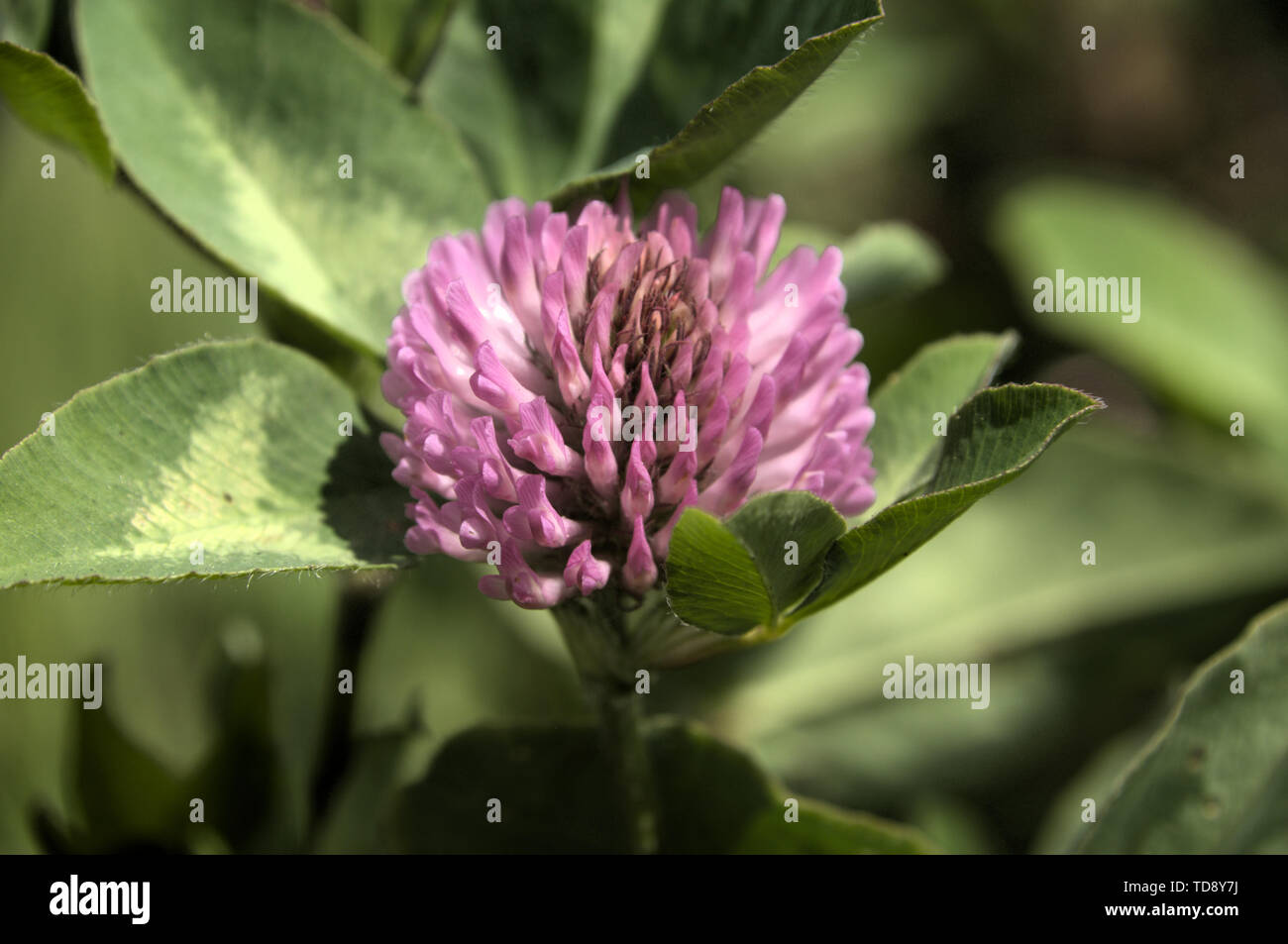 Trifolium pratense; red clover in lawn, Swiss cottage garden Stock ...