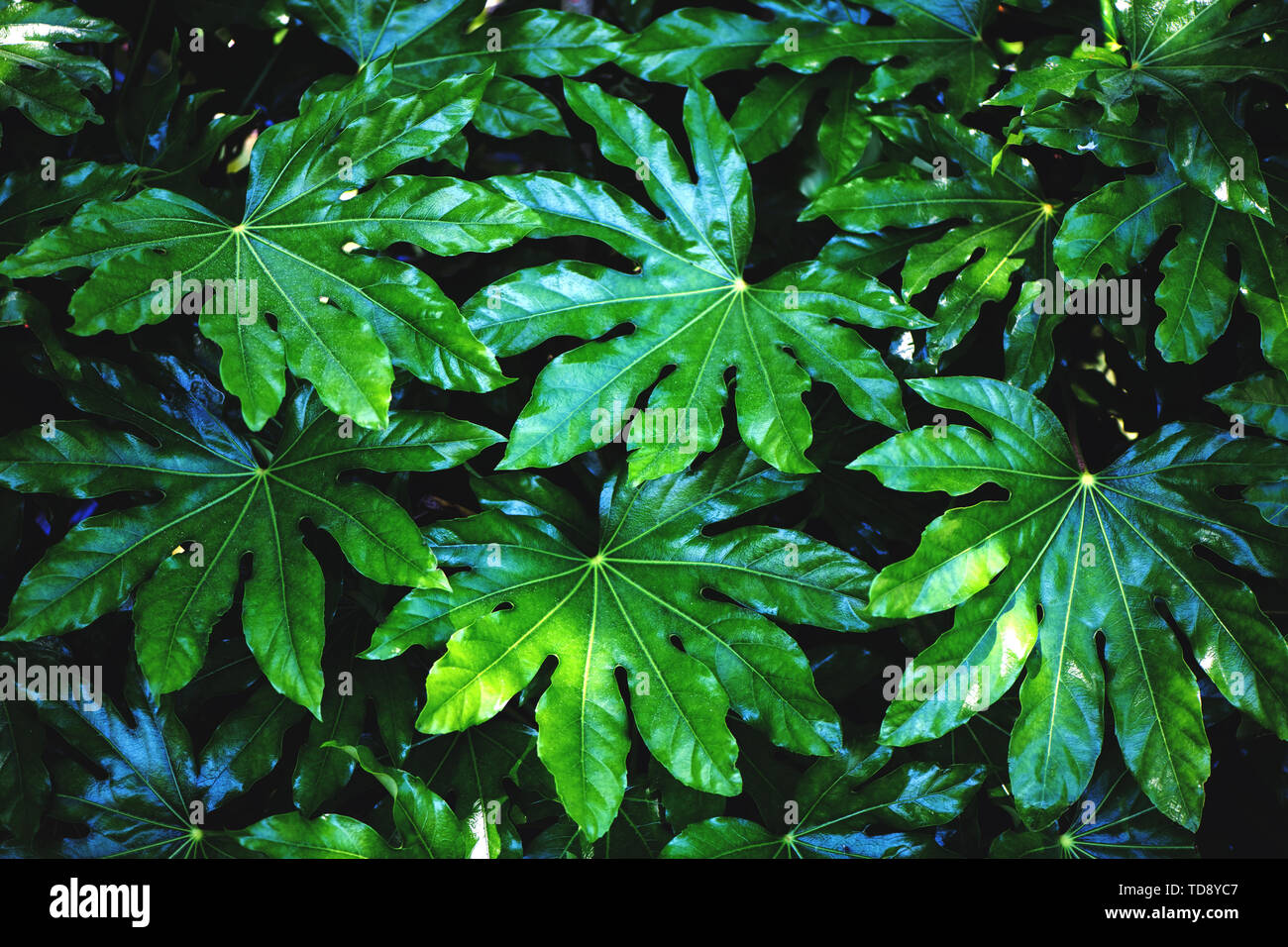 Green bright tropical leaves texture background Stock Photo - Alamy