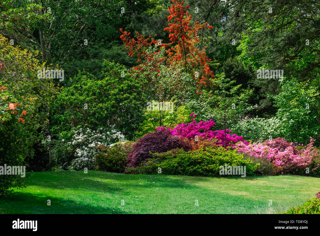 Beautiful Garden with blooming trees during spring time, Wales, UK ...