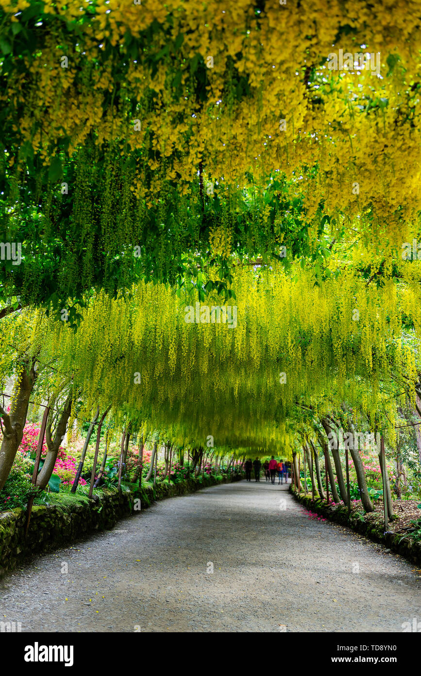 Laburnum Arch High Resolution Stock Photography and Images - Alamy