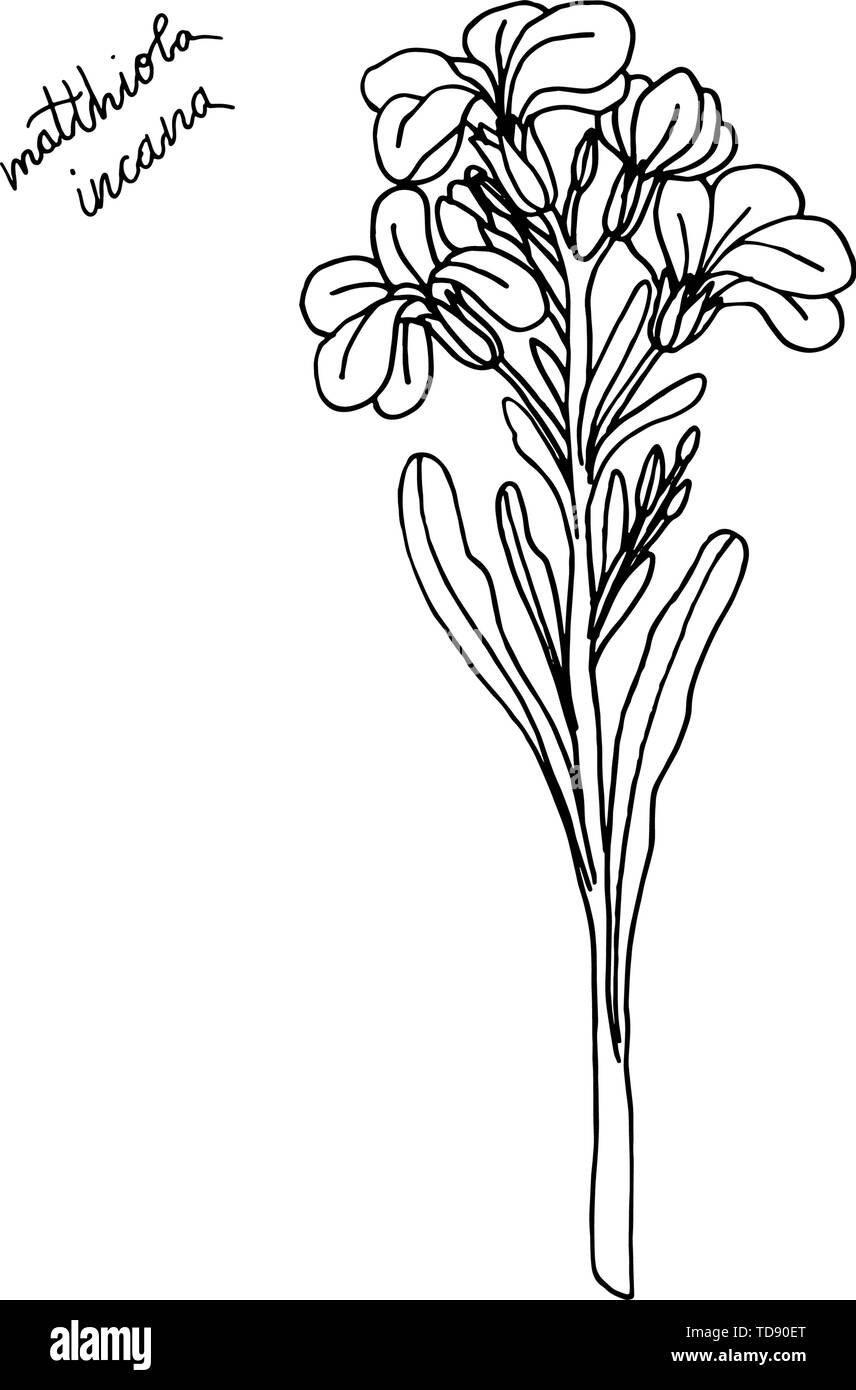 hand drawn stock Matthiola flower. floral design element isolated on ...