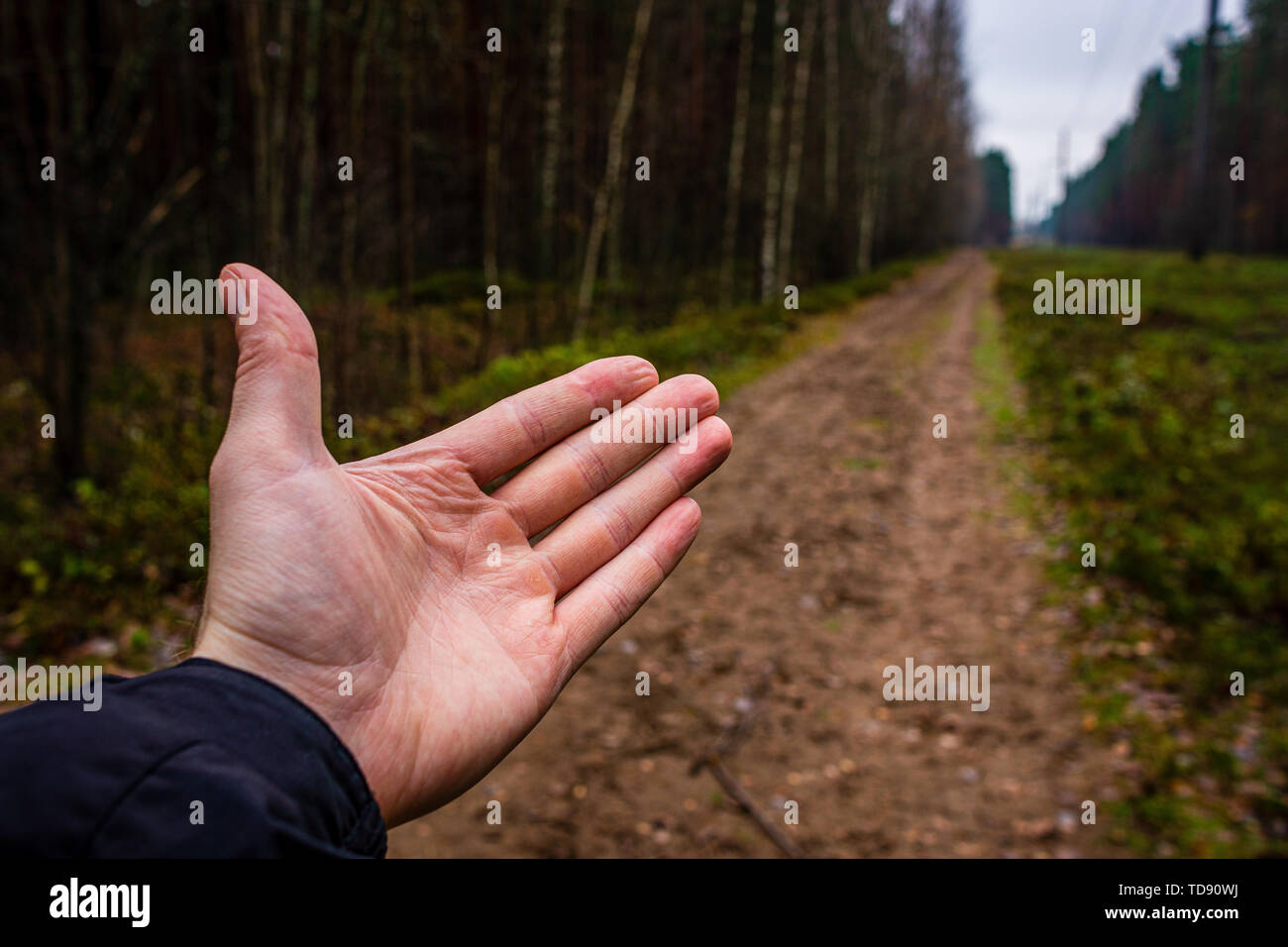 male hand showing direction in forest. perspective Stock Photo - Alamy