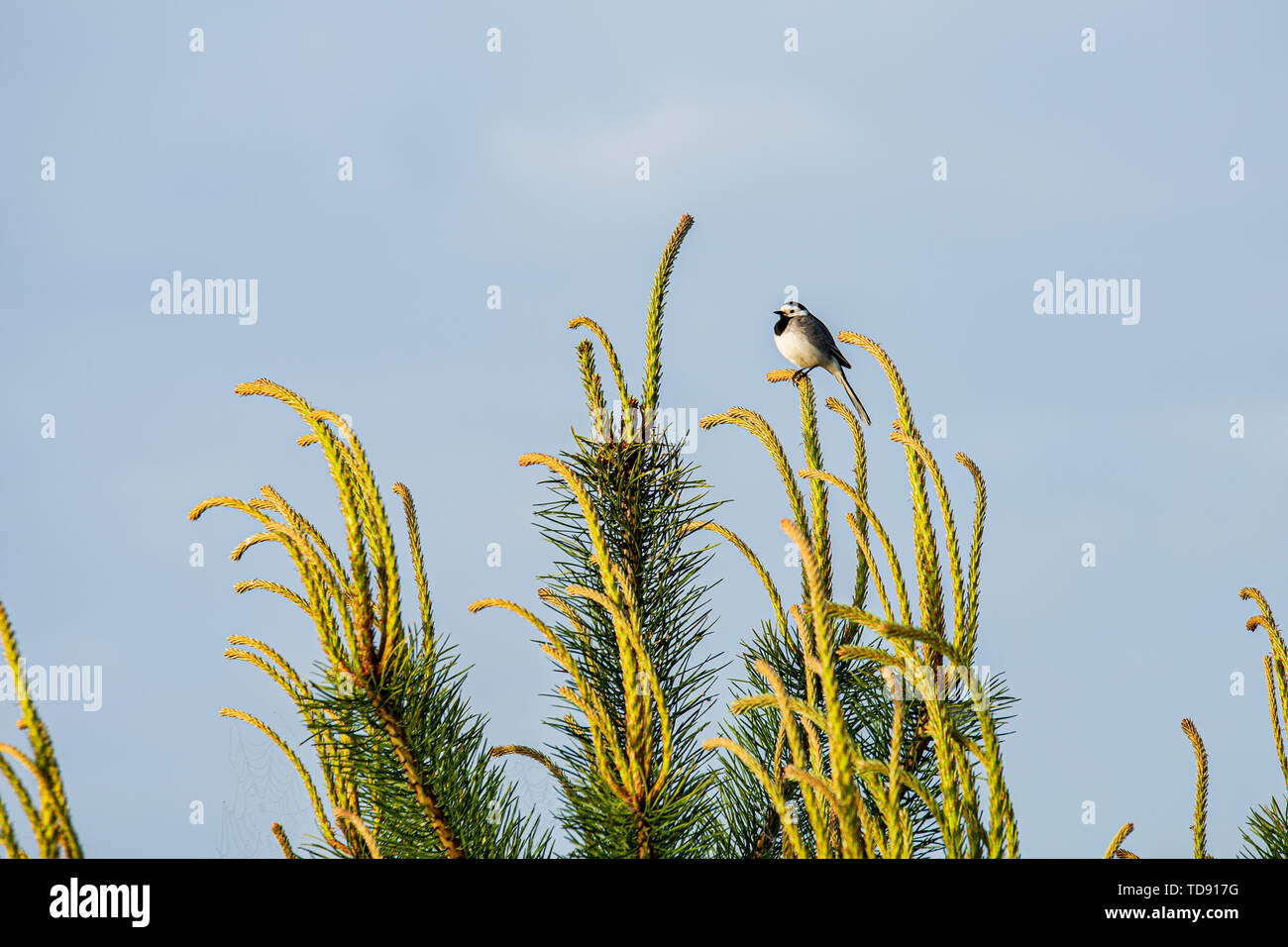 single bird sitting on the tree top and singing Stock Photo - Alamy