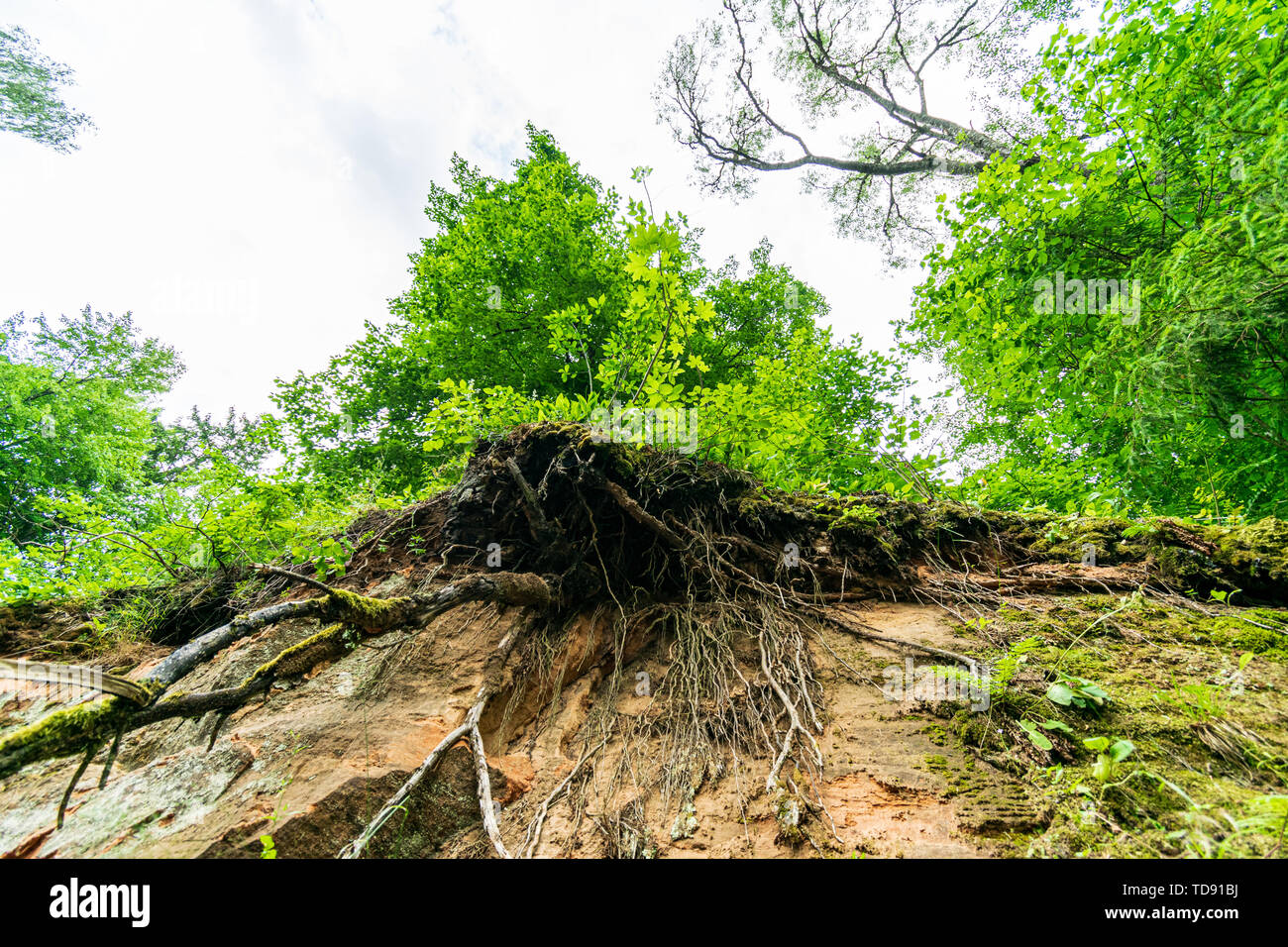old stone brick wall in green forest in summer heat. abandoned fortress ...