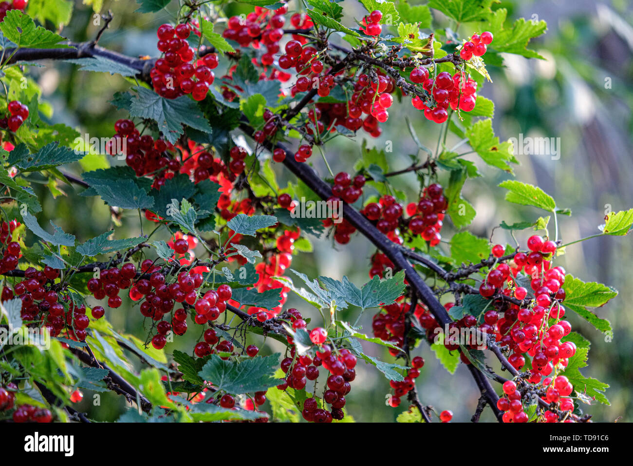 red fruits on tree branches with blur background Stock Photo - Alamy