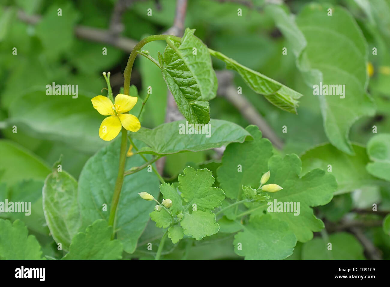 The yellow flower of the medicinal plant is celandine on a natural ...