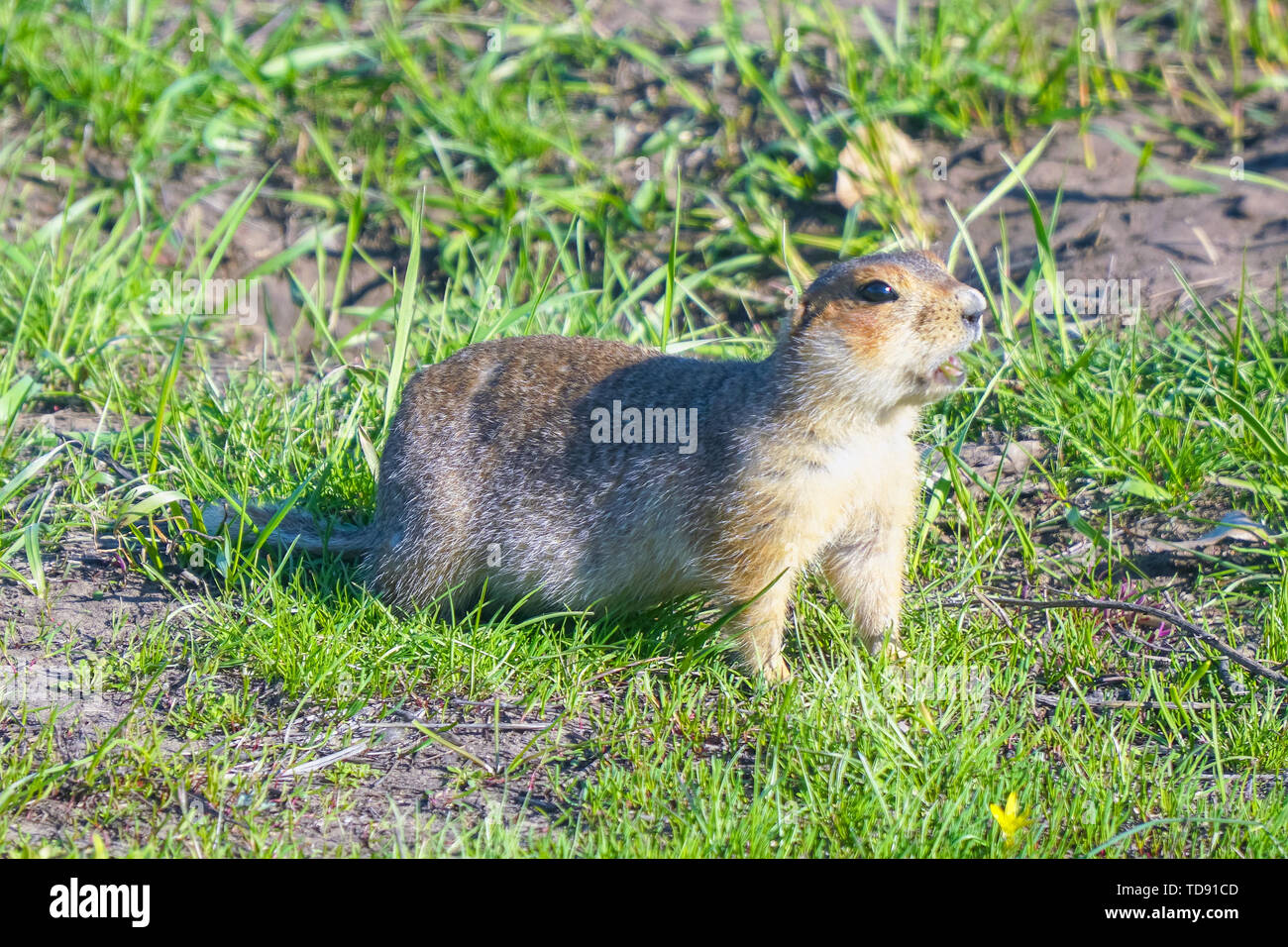 Gopher eats grass after hibernation Stock Photo - Alamy