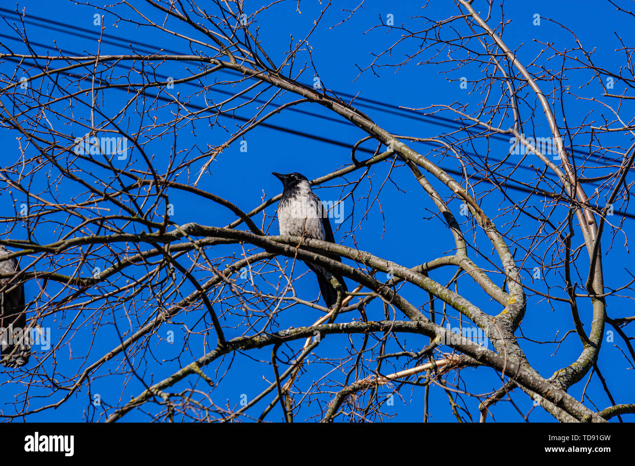 single bird sitting on the tree top and singing Stock Photo - Alamy