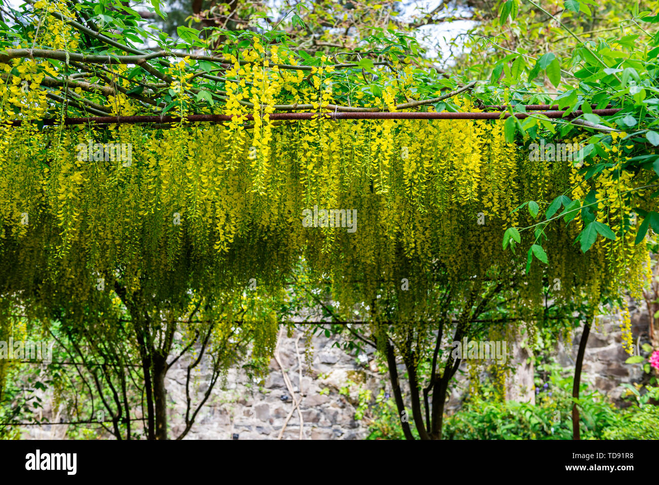 Beautiful Garden with blooming laburnum arch during spring time, Wales ...