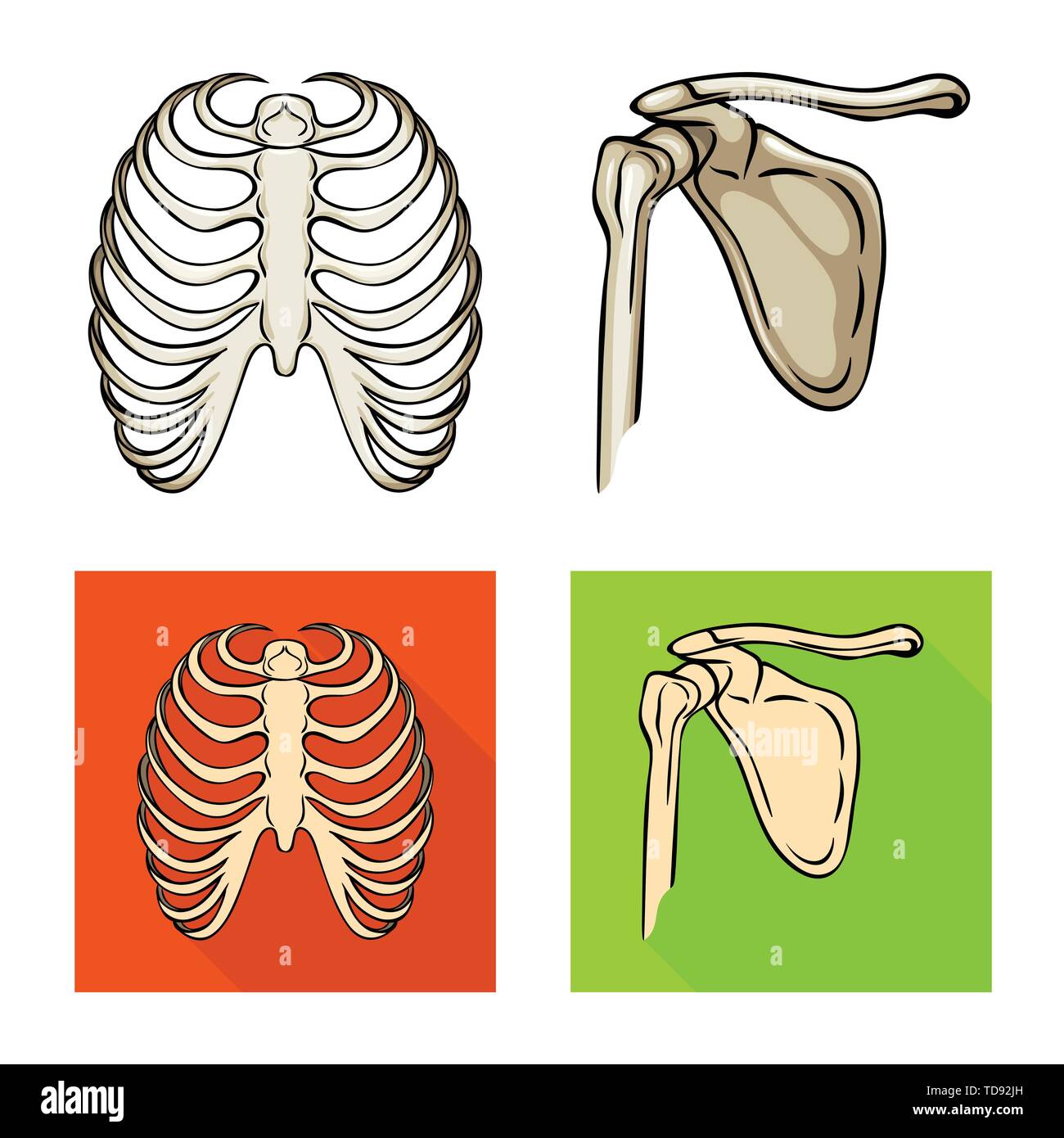 rib,femur,cage,pelvis,xray,hip,body,pelvic,spine,sternum,leg,breastbone ...