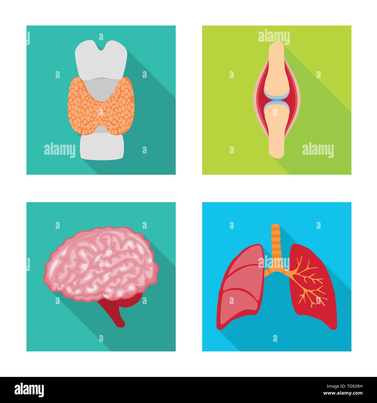 dorsal,bone,brain,lung,spinal,tendon,mind,trachea,injury,wit,infection ...