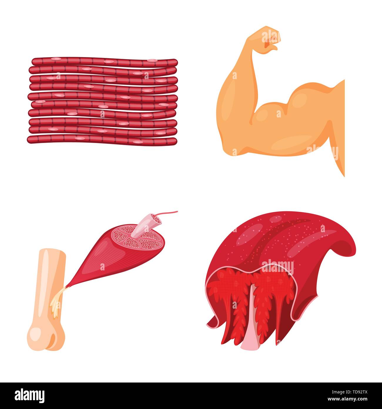 Vector design of muscle and cells sign. Set of muscle and anatomy ...