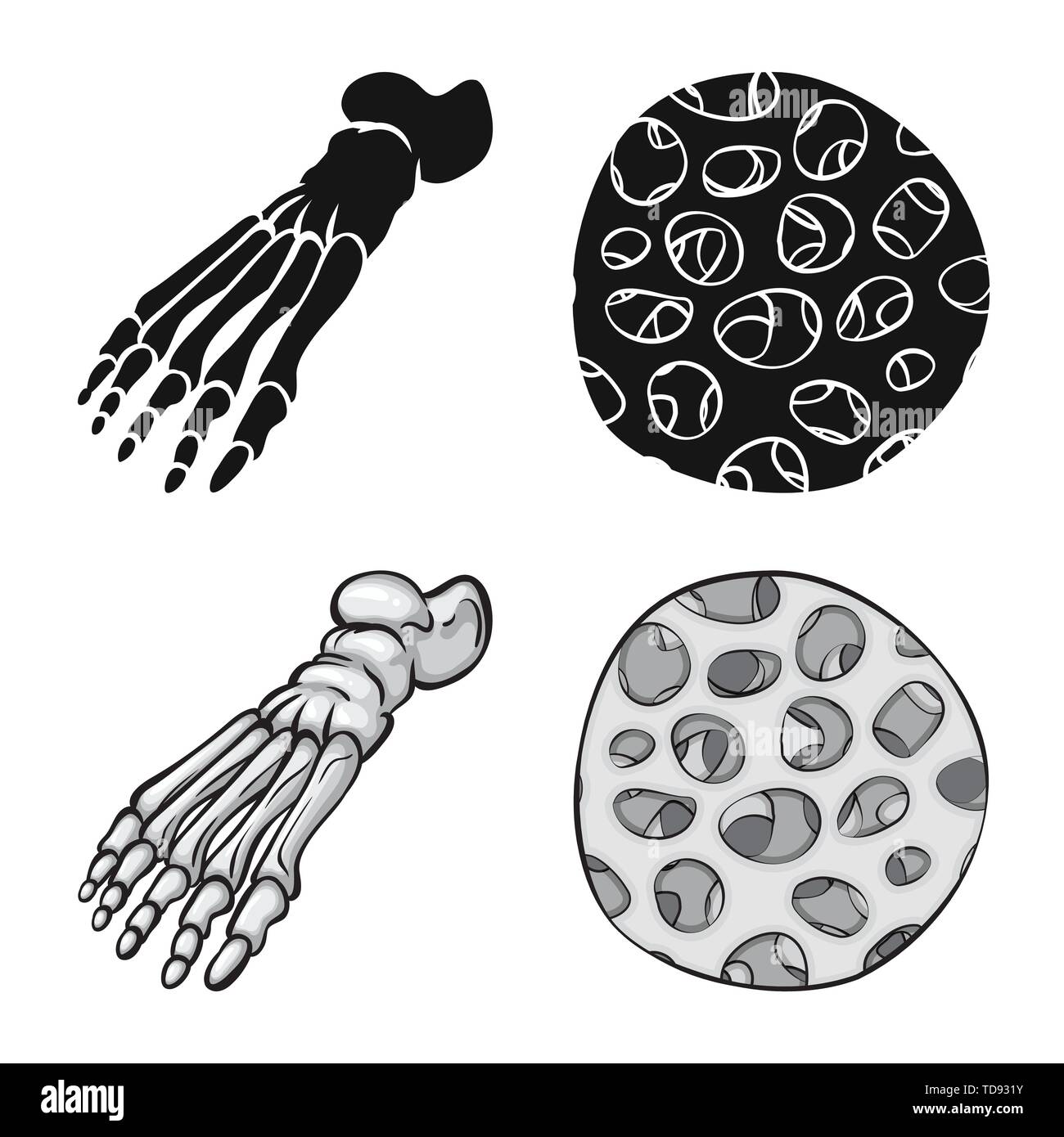 foot,fiber,ankle,healthy,scientific,podiatry,muscle,forefoot,epithelium ...