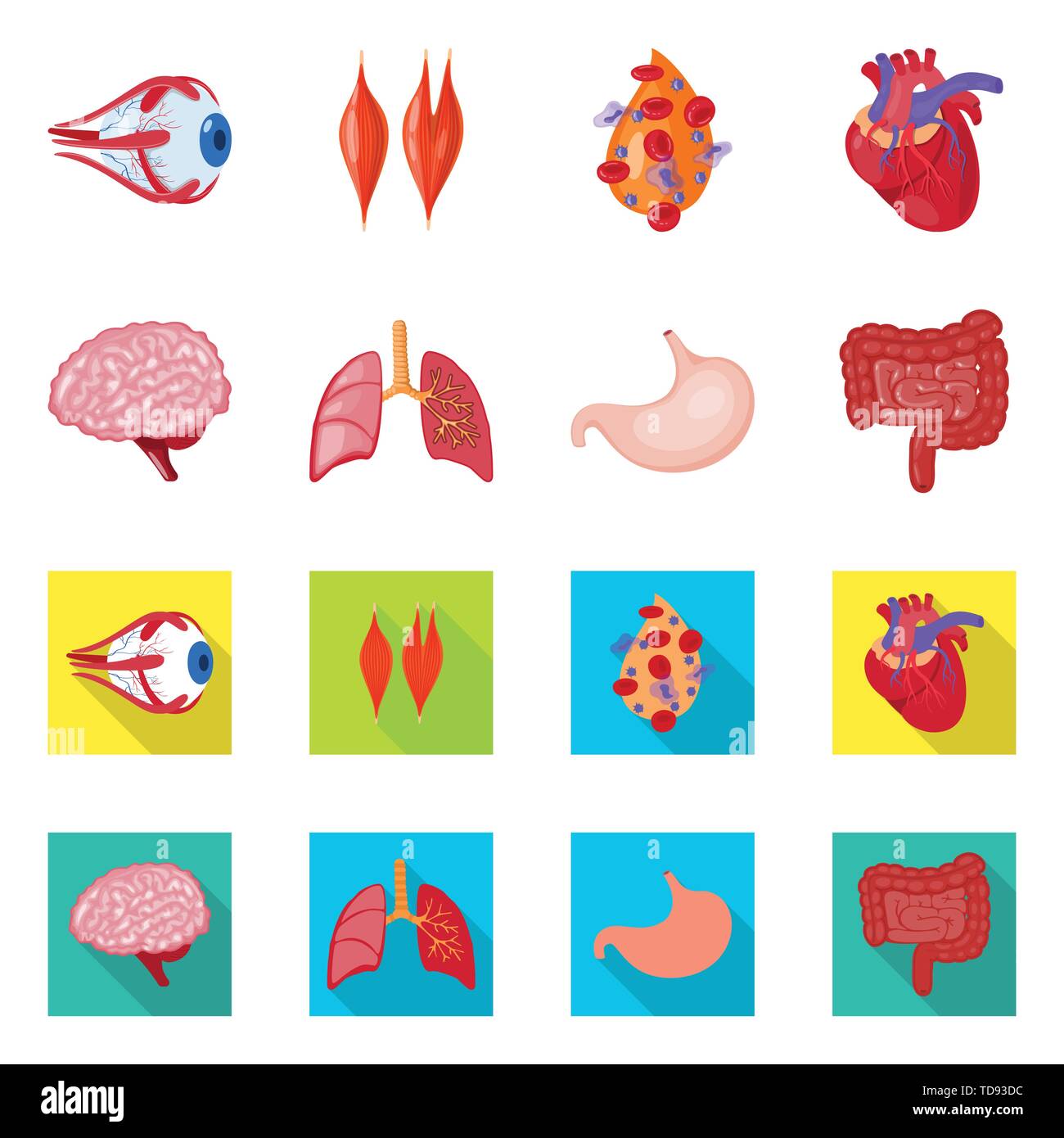 eyeball,muscle,blood,heart,brain,lung,stomach,eye,organs,plasma ...