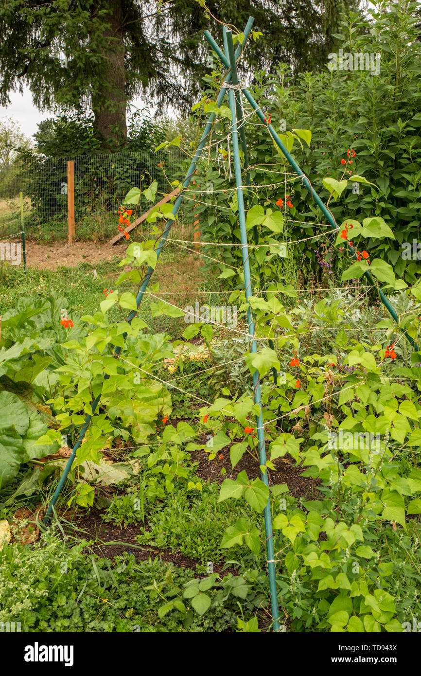 Bean pole teepee hi-res stock photography and images - Alamy