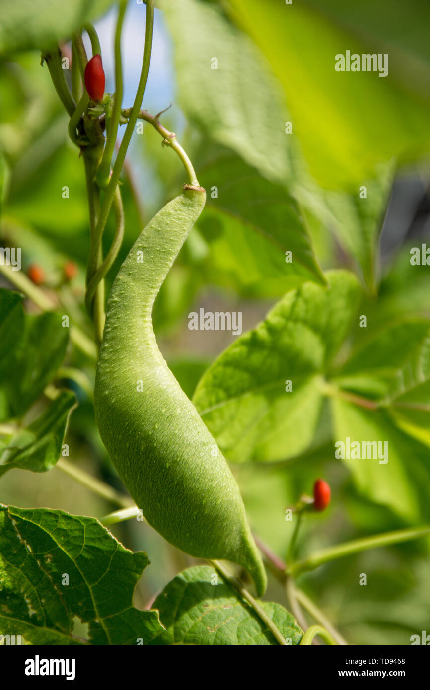 Bean pole hi-res stock photography and images - Alamy