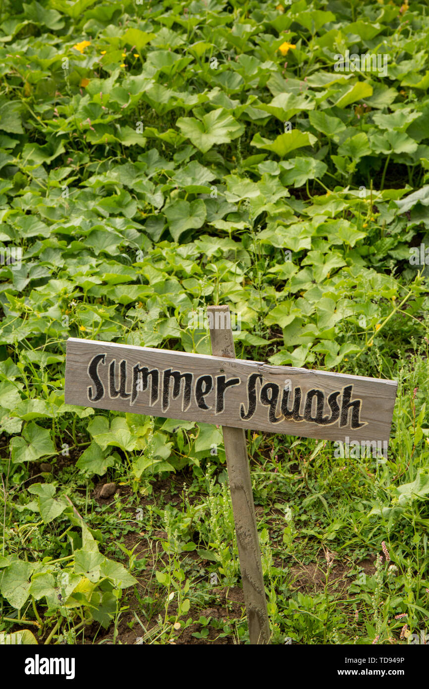 Patch of summer squash with a hand-painted sign in a garden in Maple ...