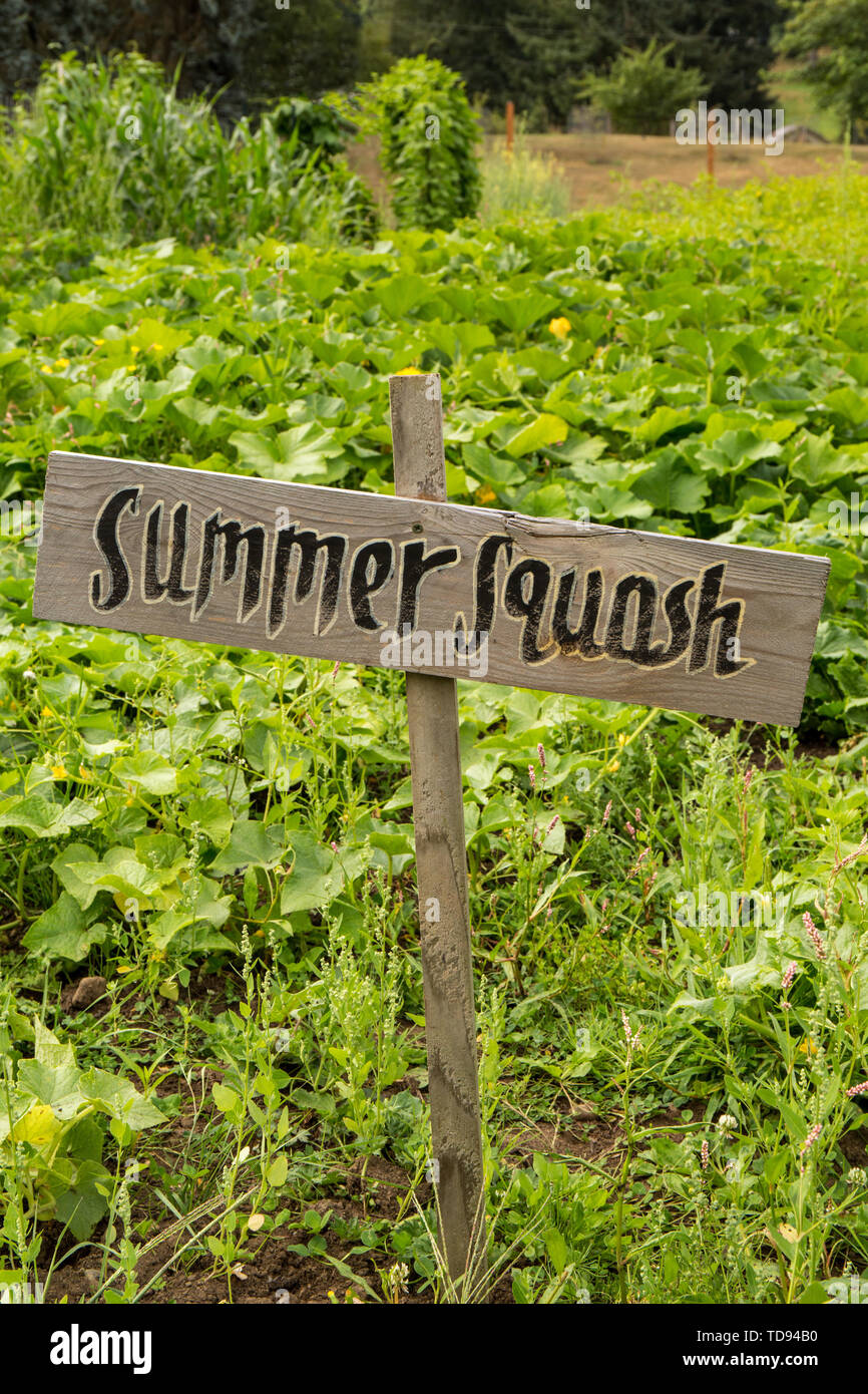 Patch of summer squash with a hand-painted sign in a garden in Maple ...